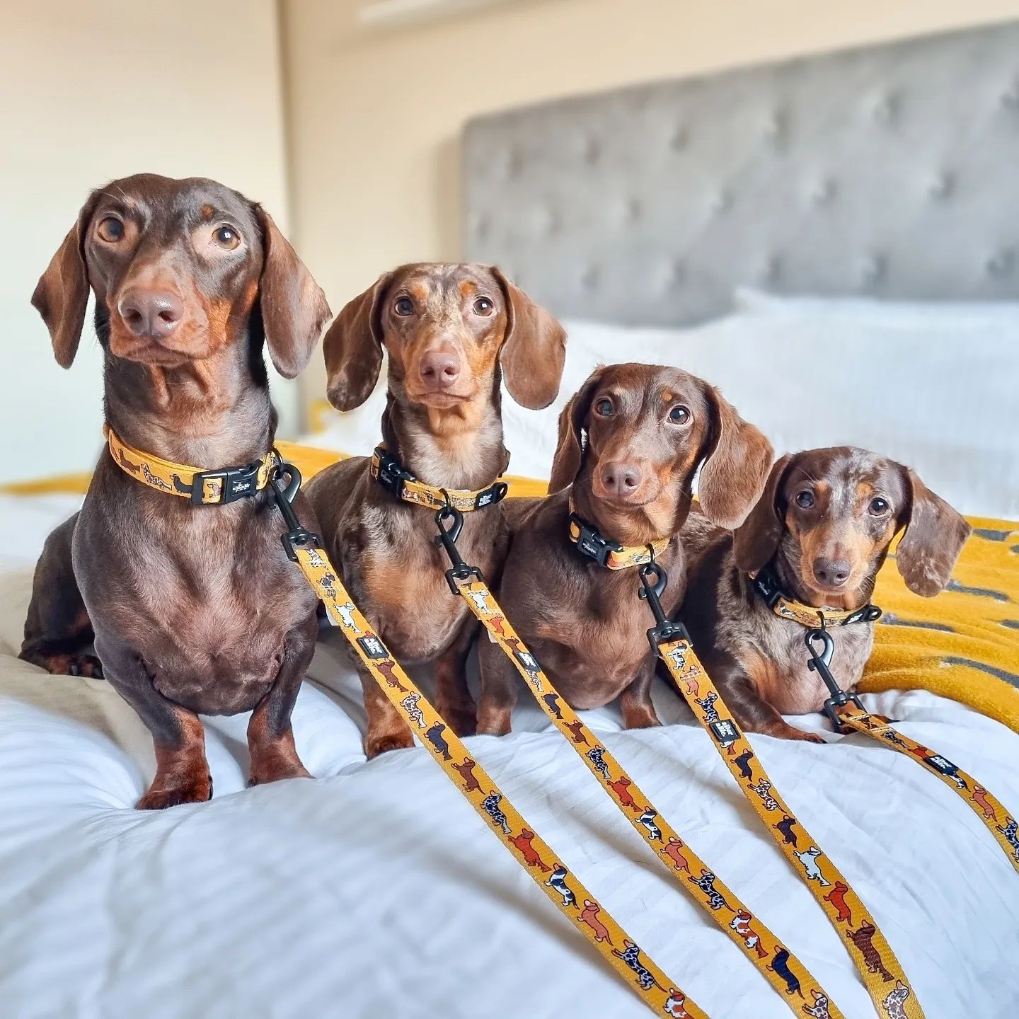 Mastering the Art of Dachshund Training - My Dachshund Family