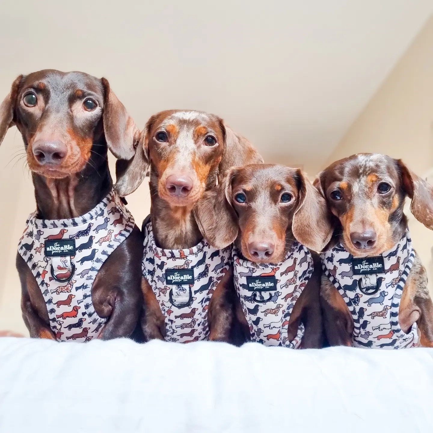 Mastering the Art of Dachshund Training - My Dachshund Family