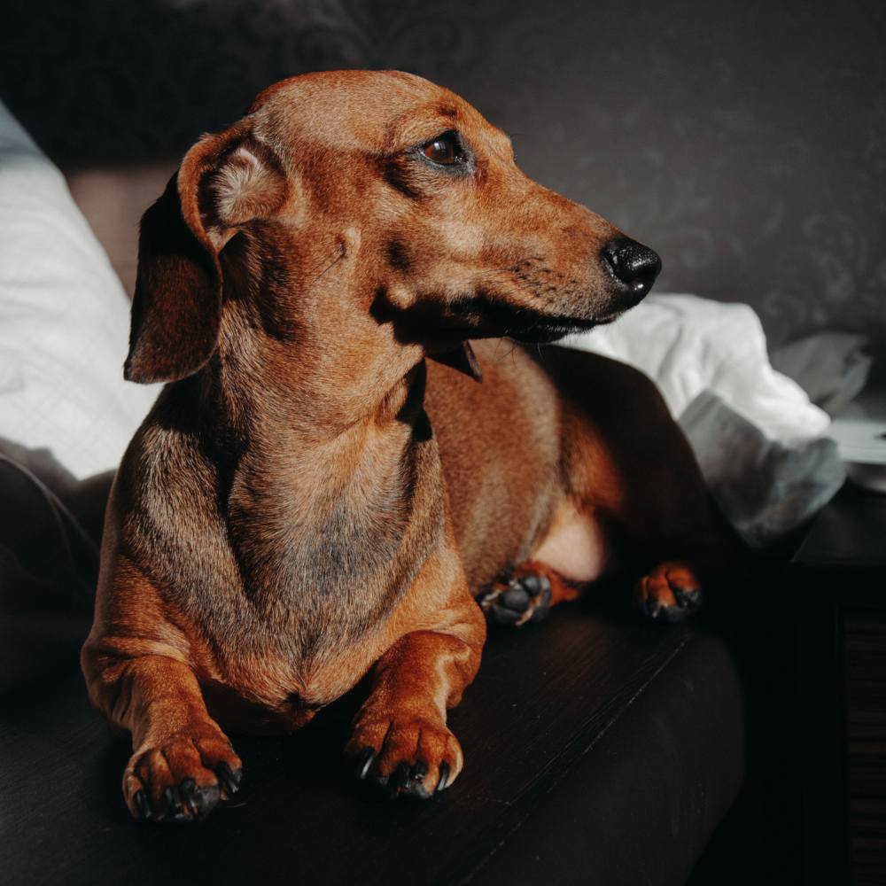 Most commun Dachshund Health Problems