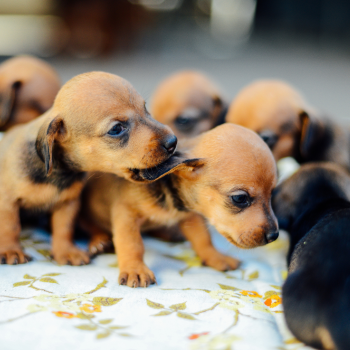 Dachshunds and Their Many Colors: From Traditional to Unique - My ...