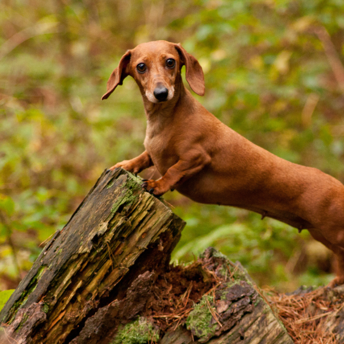 Mastering the Art of Dachshund Training - My Dachshund Family
